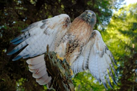 Chicken Hawk: Bird Information, Facts & Pictures - Bird Helpful