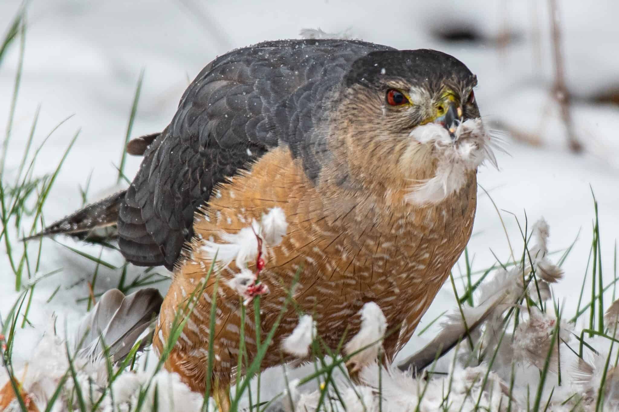 Chicken Hawk: Bird Information, Facts & Pictures - Bird Helpful