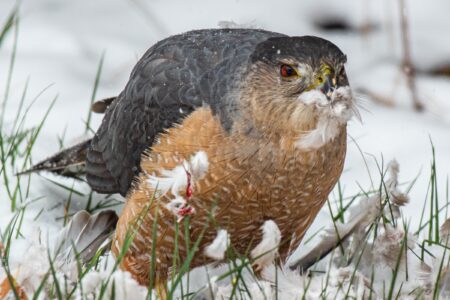Chicken Hawk: Bird Information, Facts & Pictures - Bird Helpful