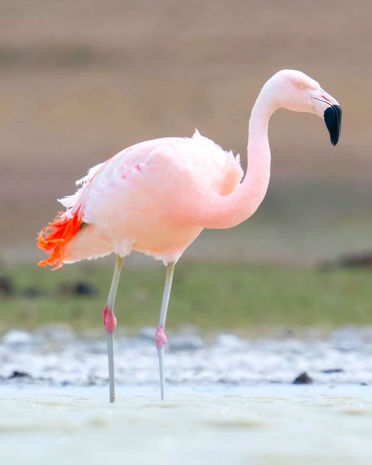 18 Beautiful Pink Birds (With Pictures) - Bird Helpful