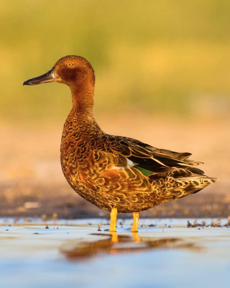 7 Ducks With Red Heads (With Pictures & ID Guide)