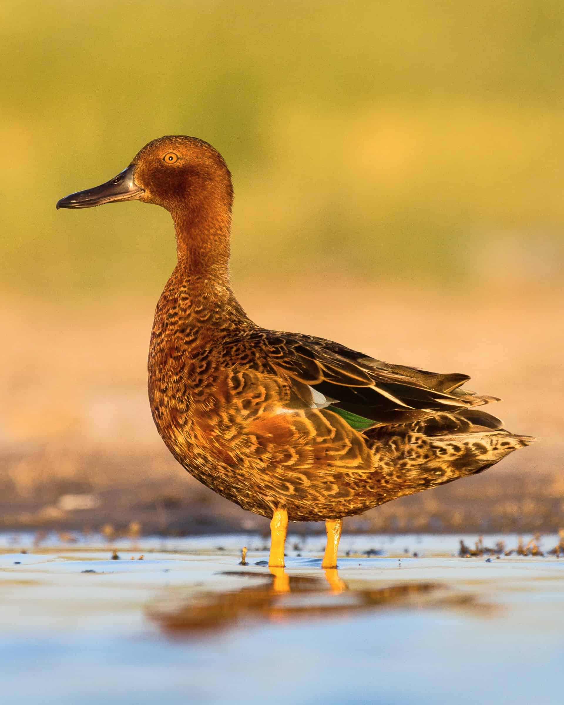 7 Ducks With Red Heads (With Pictures & ID Guide)