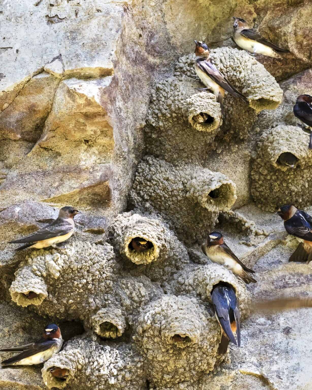15 Birds That Build Mud Nests - Bird Helpful