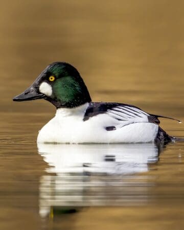 8 Ducks With Green Heads (With Pictures!)