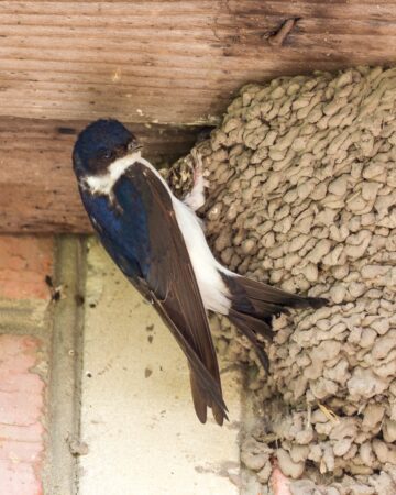 15 Birds That Build Mud Nests - Bird Helpful