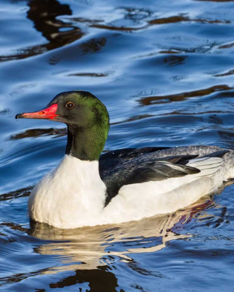 8 Ducks With Green Heads (With Pictures!)