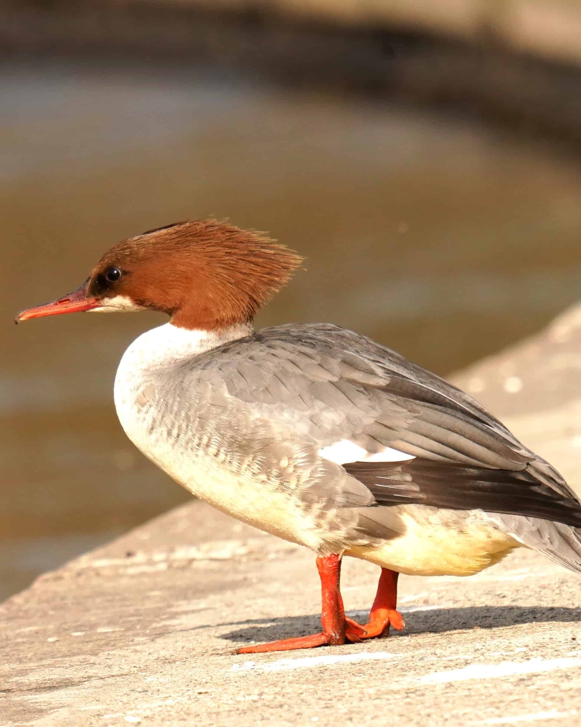 7 Ducks With Red Heads (With Pictures & ID Guide)