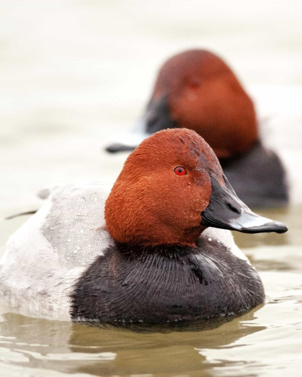 7 Ducks With Red Heads (With Pictures & ID Guide)
