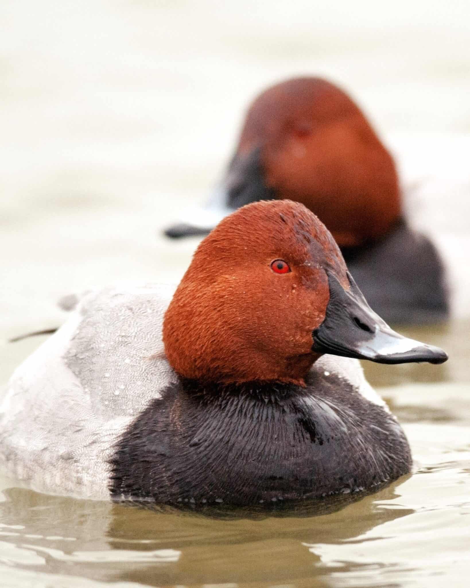 7 Ducks With Red Heads (With Pictures & ID Guide)