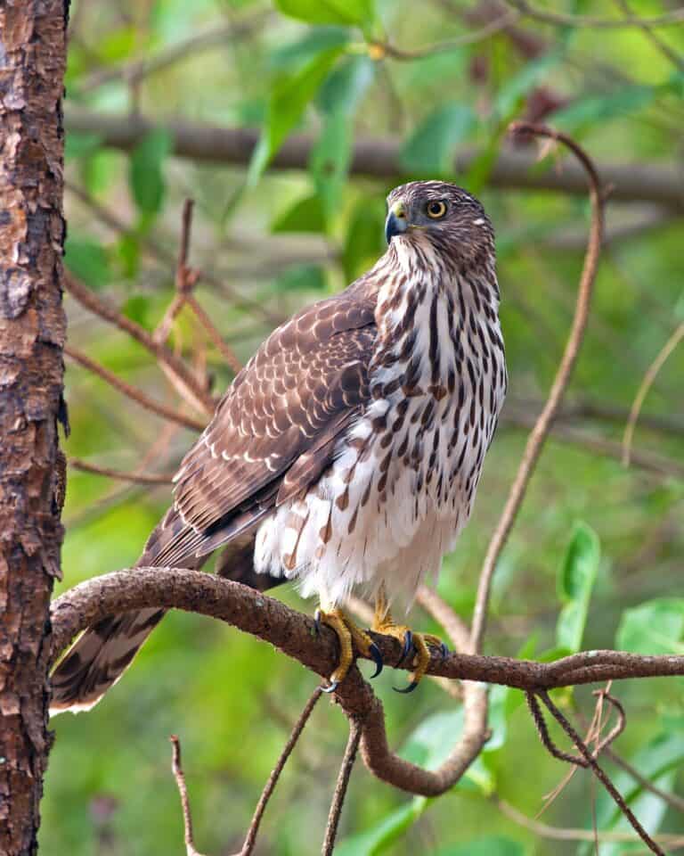 Chicken Hawk: Bird Information, Facts & Pictures - Bird Helpful