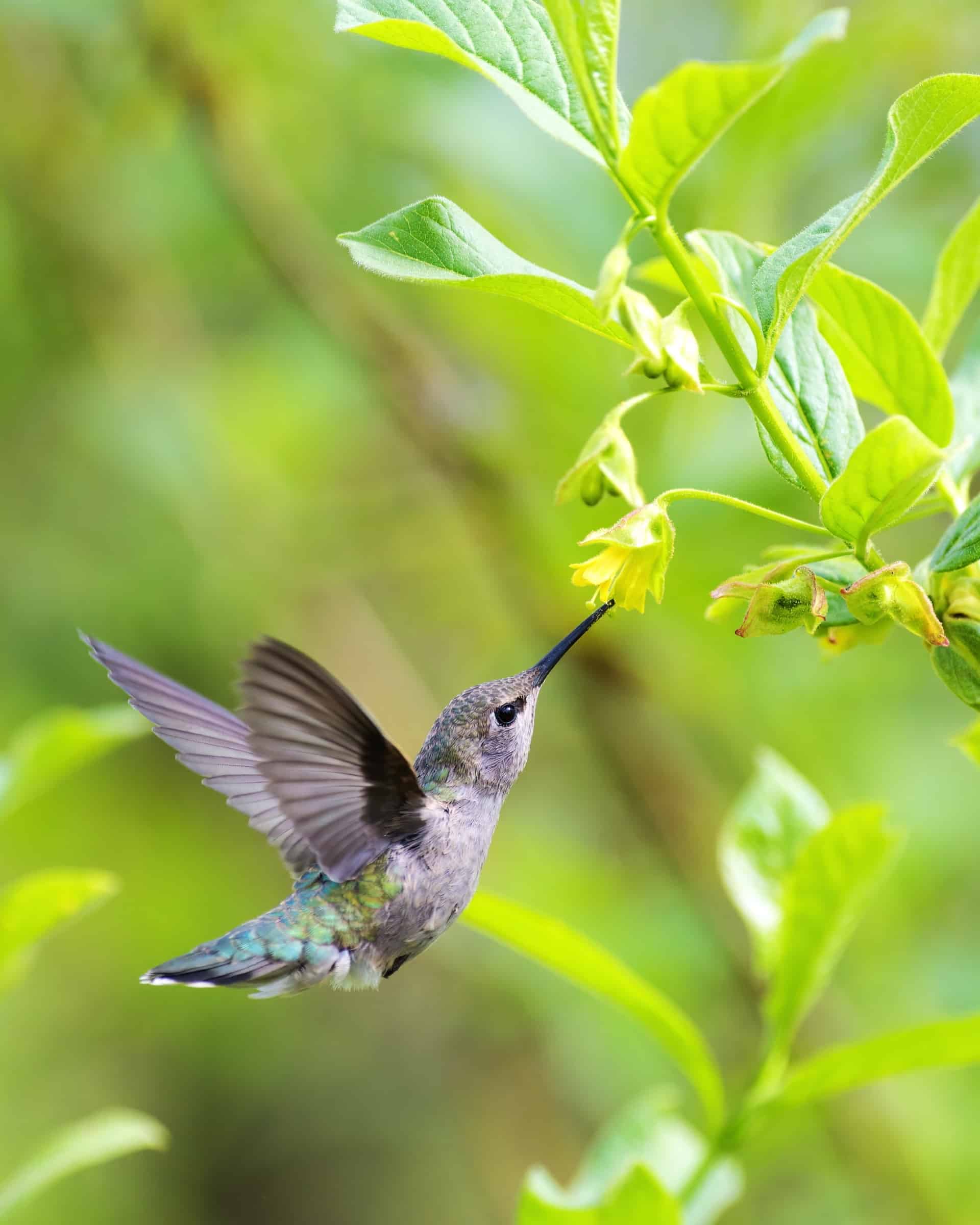 10 Smallest Birds in the World (Ranked by Size) - Bird Helpful