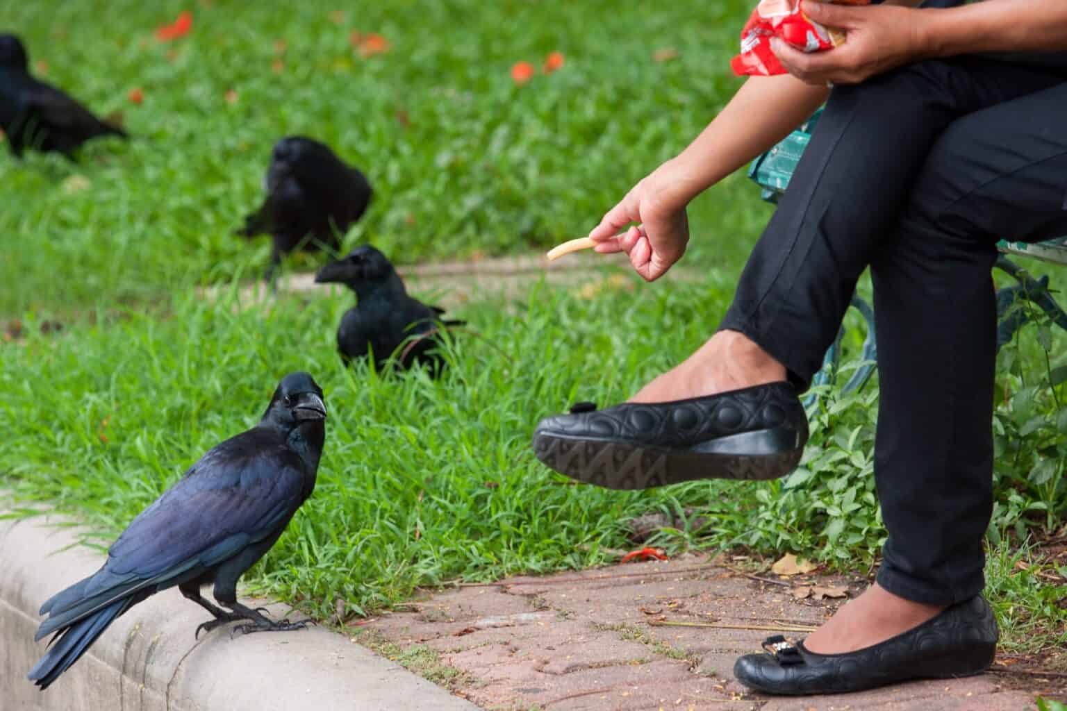 Crows and Ravens as Pets: Do They Make Good Pets?