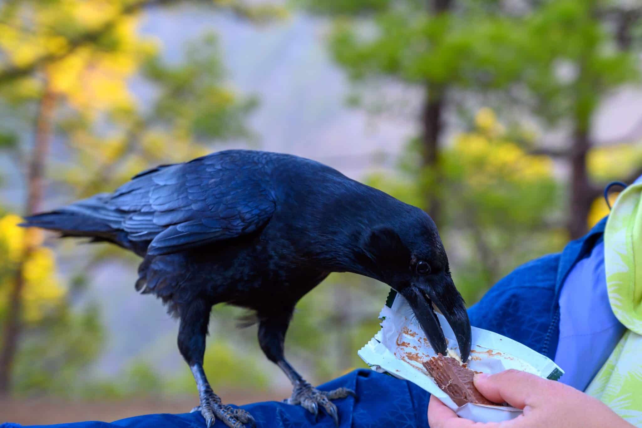 Crows and Ravens as Pets: Do They Make Good Pets?