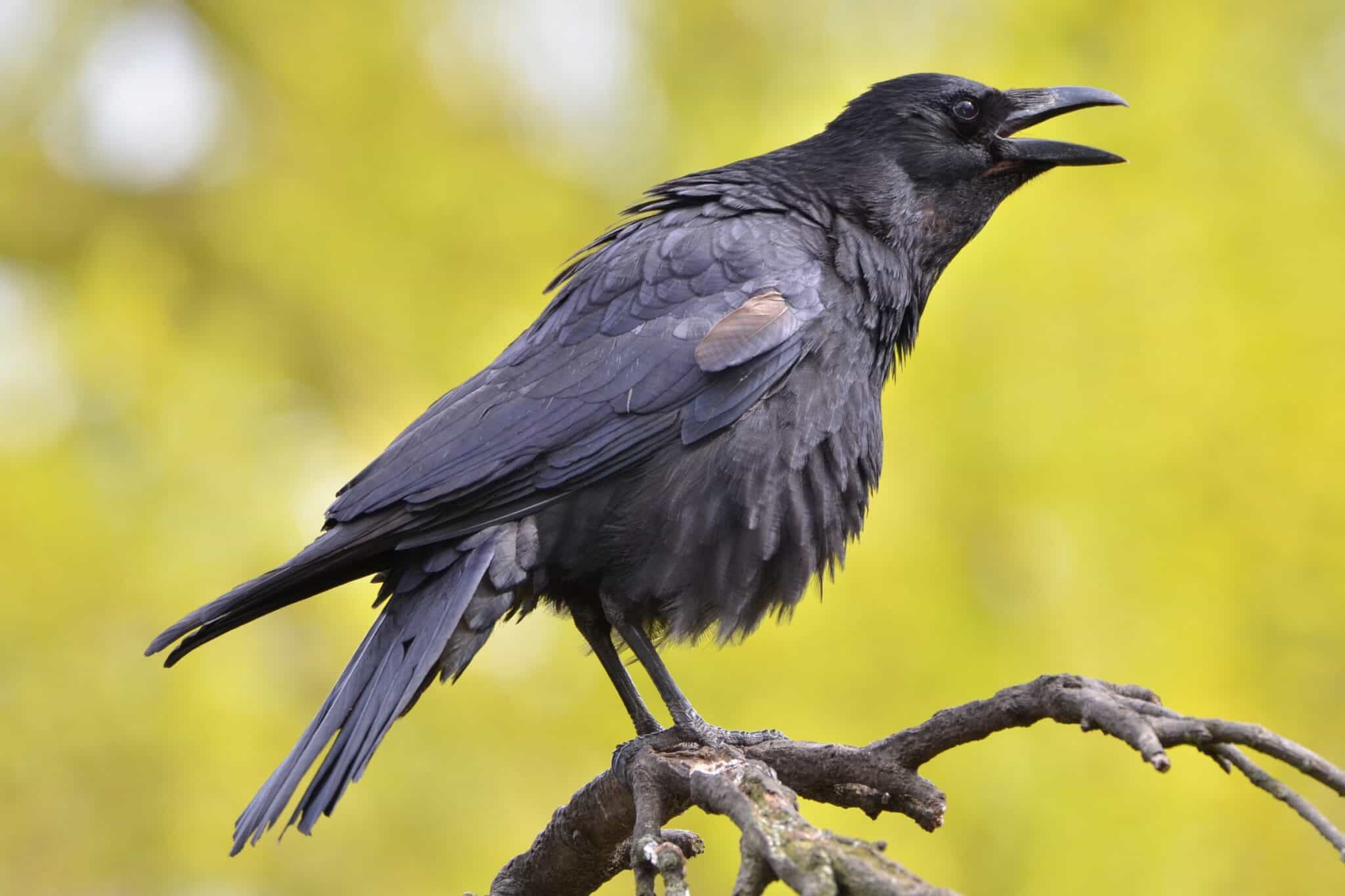 Crows and Ravens as Pets: Do They Make Good Pets?