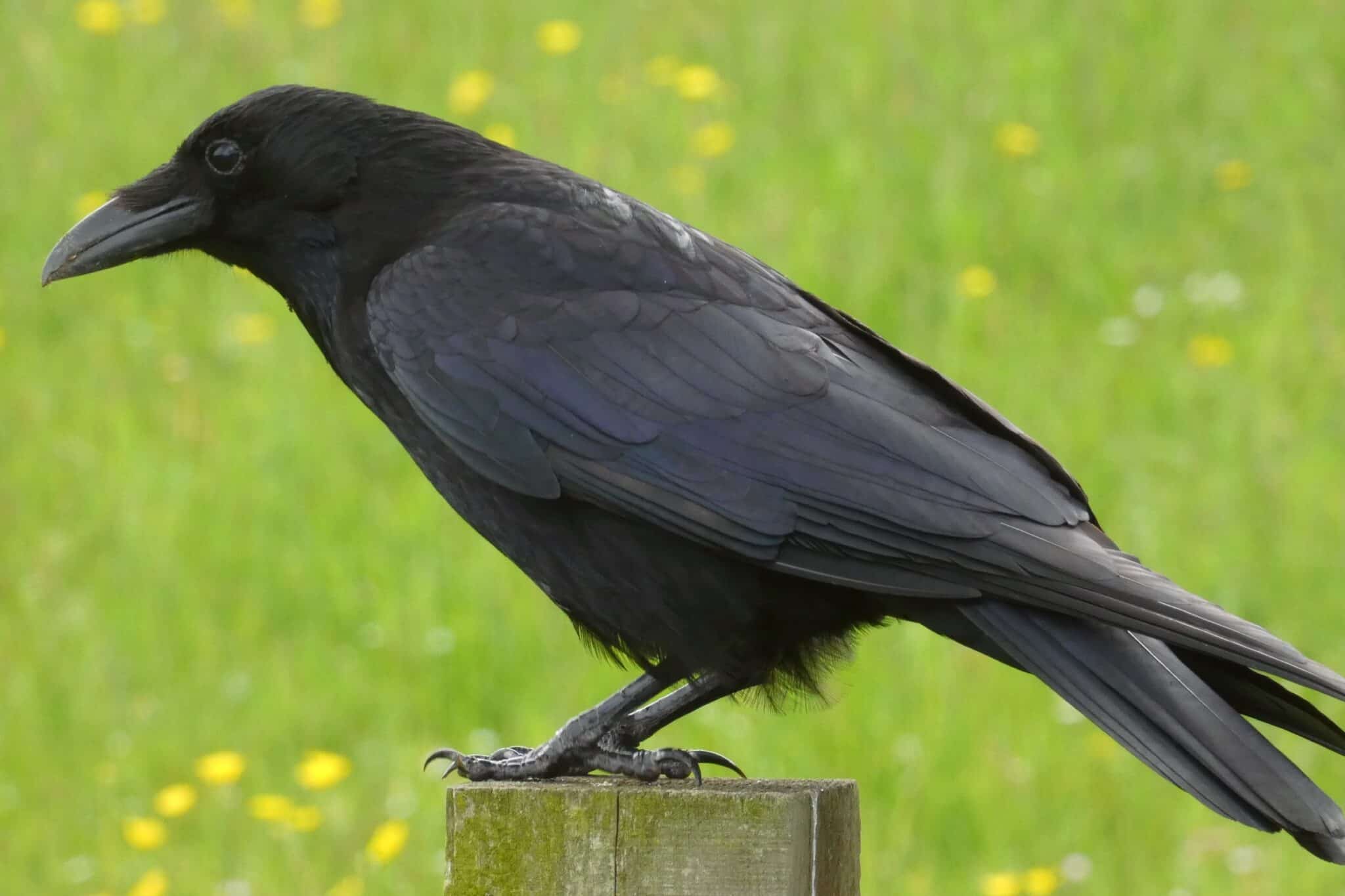 Crows and Ravens as Pets: Do They Make Good Pets?