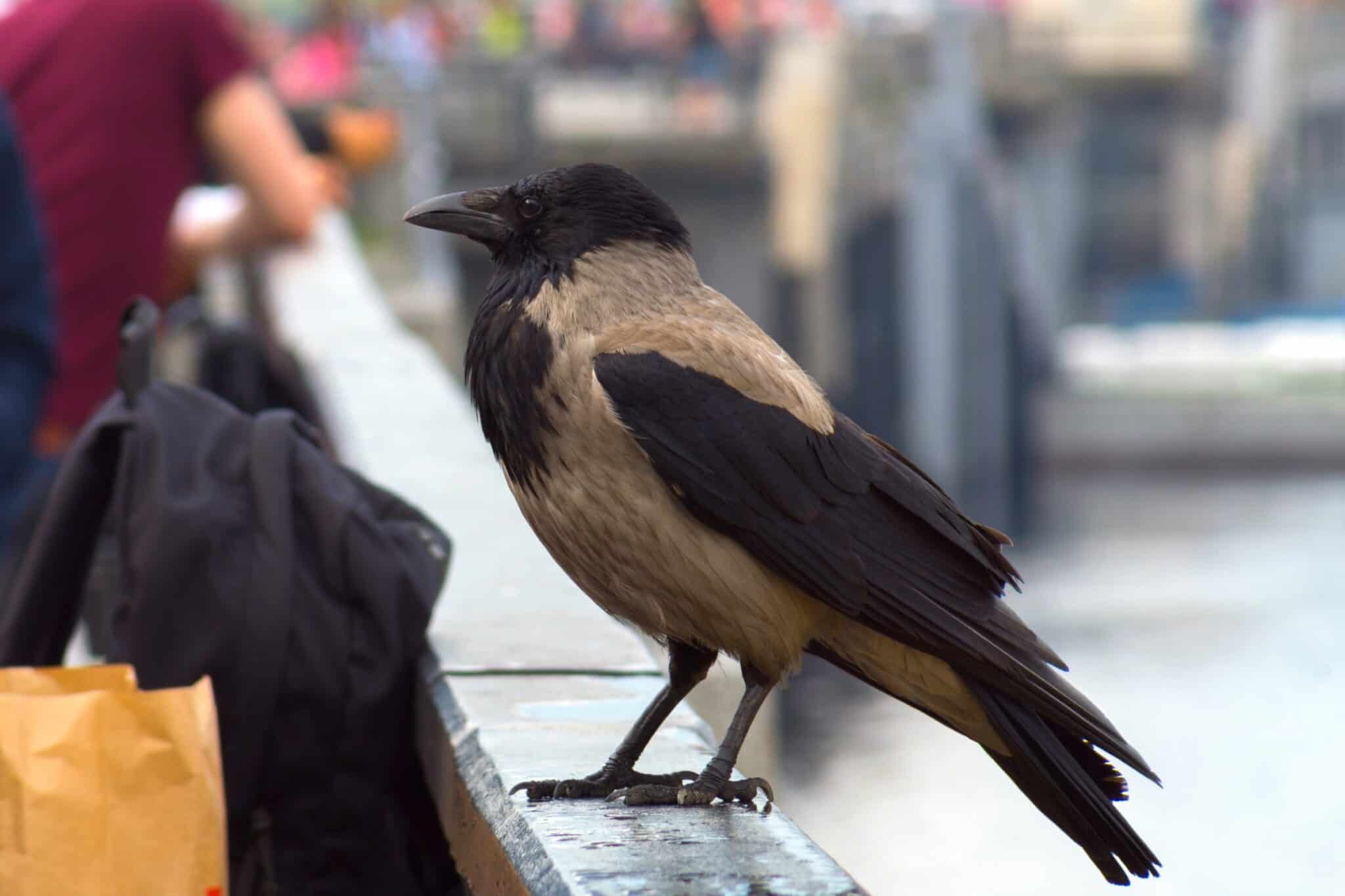 Crows and Ravens as Pets: Do They Make Good Pets?