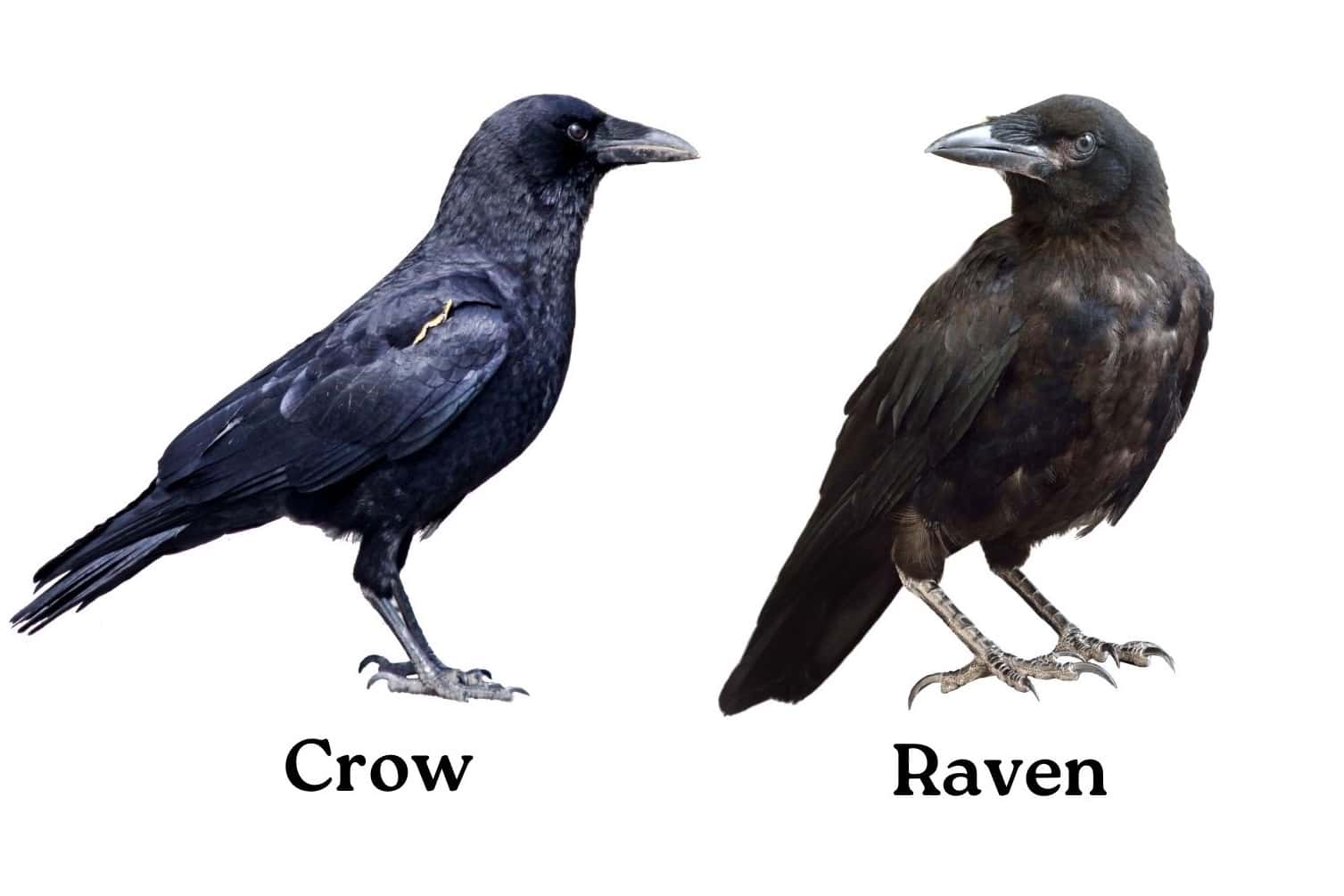 Crows and Ravens as Pets: Do They Make Good Pets?