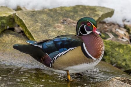 8 Ducks With Green Heads (With Pictures!)