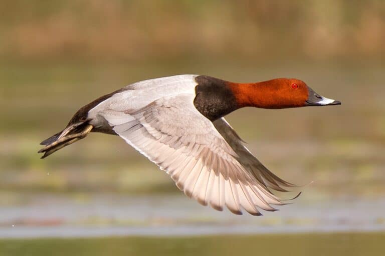 7 Ducks With Red Heads (With Pictures & ID Guide)