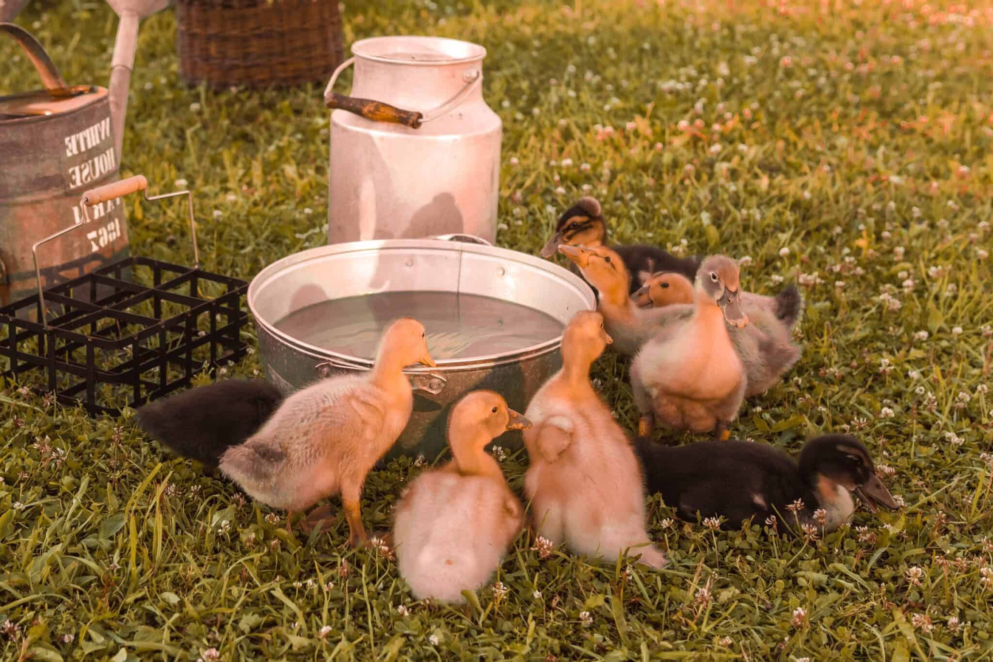Caring for Baby Ducks: 14 Things You Need to Know