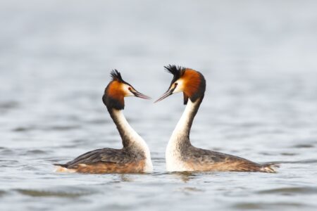 How Do Ducks Mate? - Duck Mating Season, Habits & Behavior