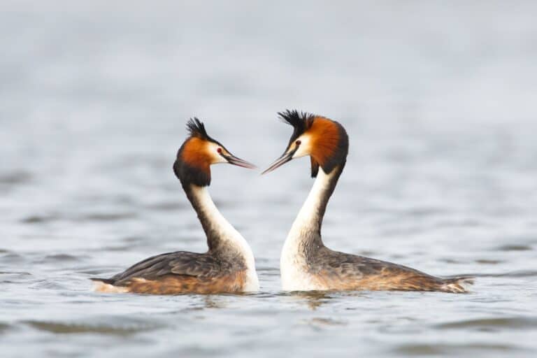 How Do Ducks Mate? - Duck Mating Season, Habits & Behavior