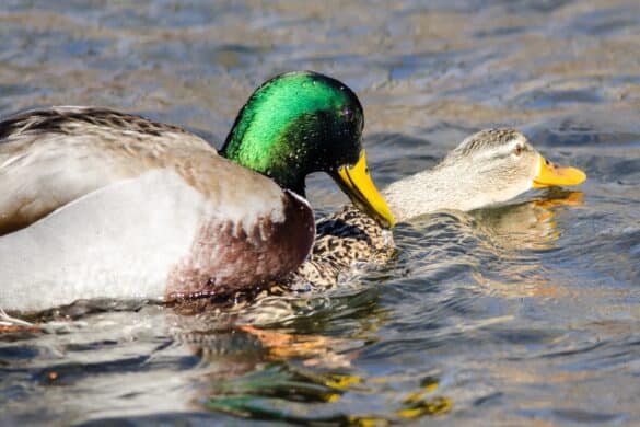 How Do Ducks Mate? - Duck Mating Season, Habits & Behavior