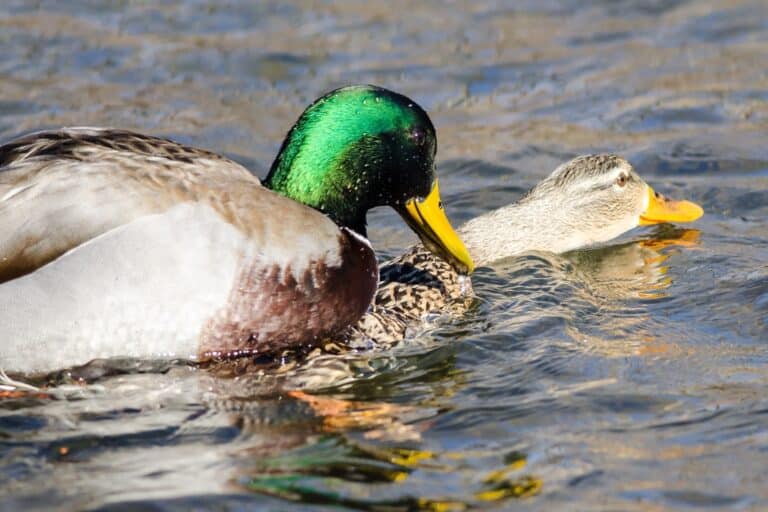 How Do Ducks Mate? - Duck Mating Season, Habits & Behavior
