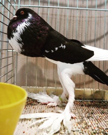 English Pouter Pigeon: Breed Profile, Pictures & Facts