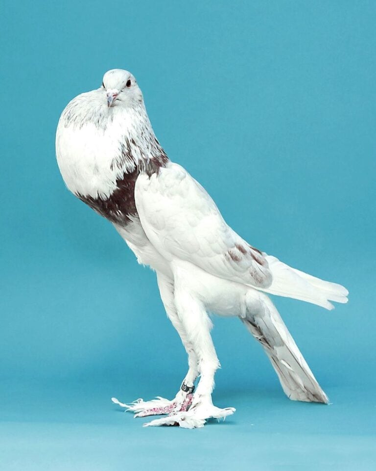 English Pouter Pigeon: Breed Profile, Pictures & Facts