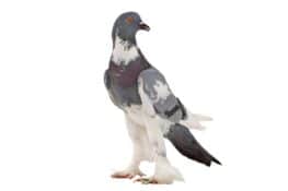 English Pouter Pigeon: Breed Profile, Pictures & Facts