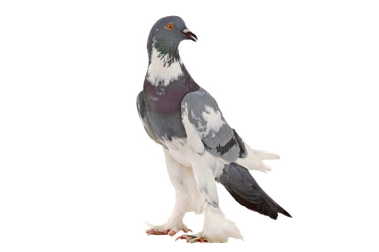 English Pouter Pigeon: Breed Profile, Pictures & Facts