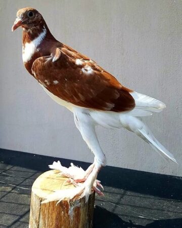 English Pouter Pigeon: Breed Profile, Pictures & Facts