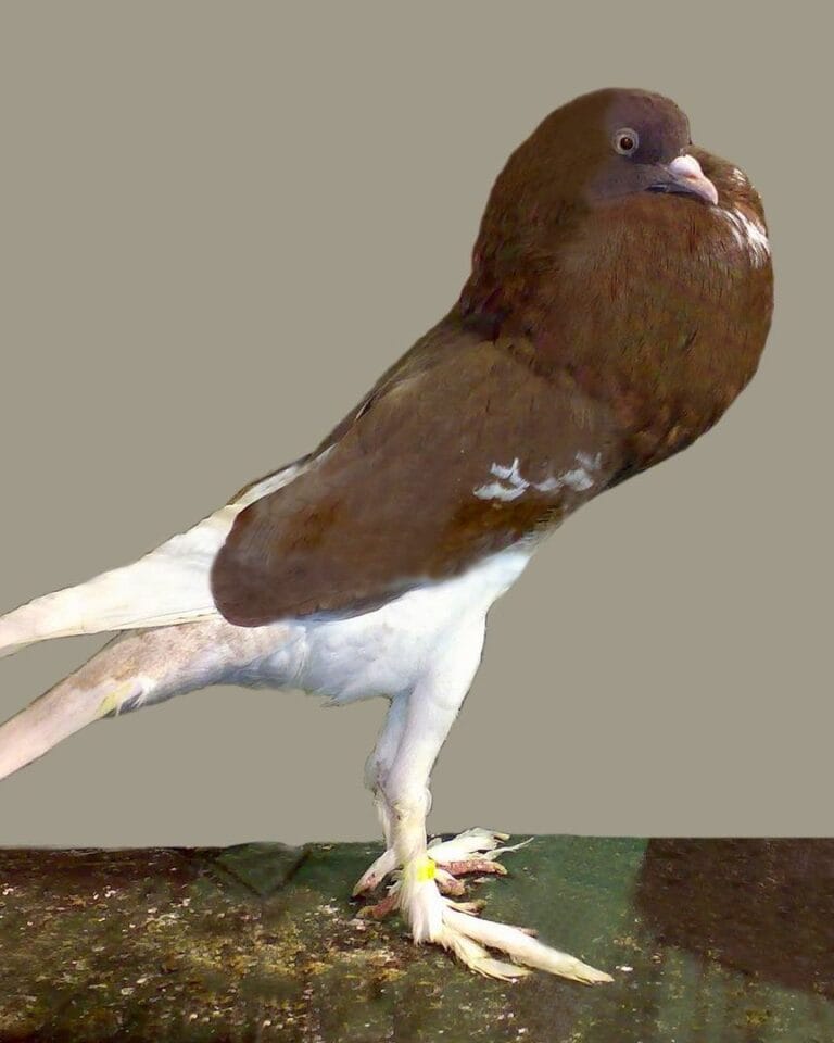 English Pouter Pigeon: Breed Profile, Pictures & Facts