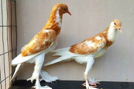 English Pouter Pigeon: Breed Profile, Pictures & Facts