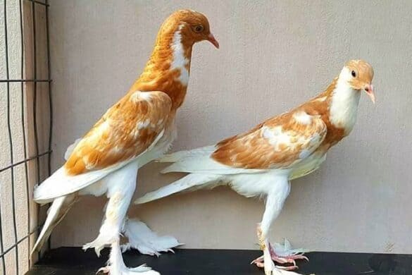 English Pouter Pigeon: Breed Profile, Pictures & Facts