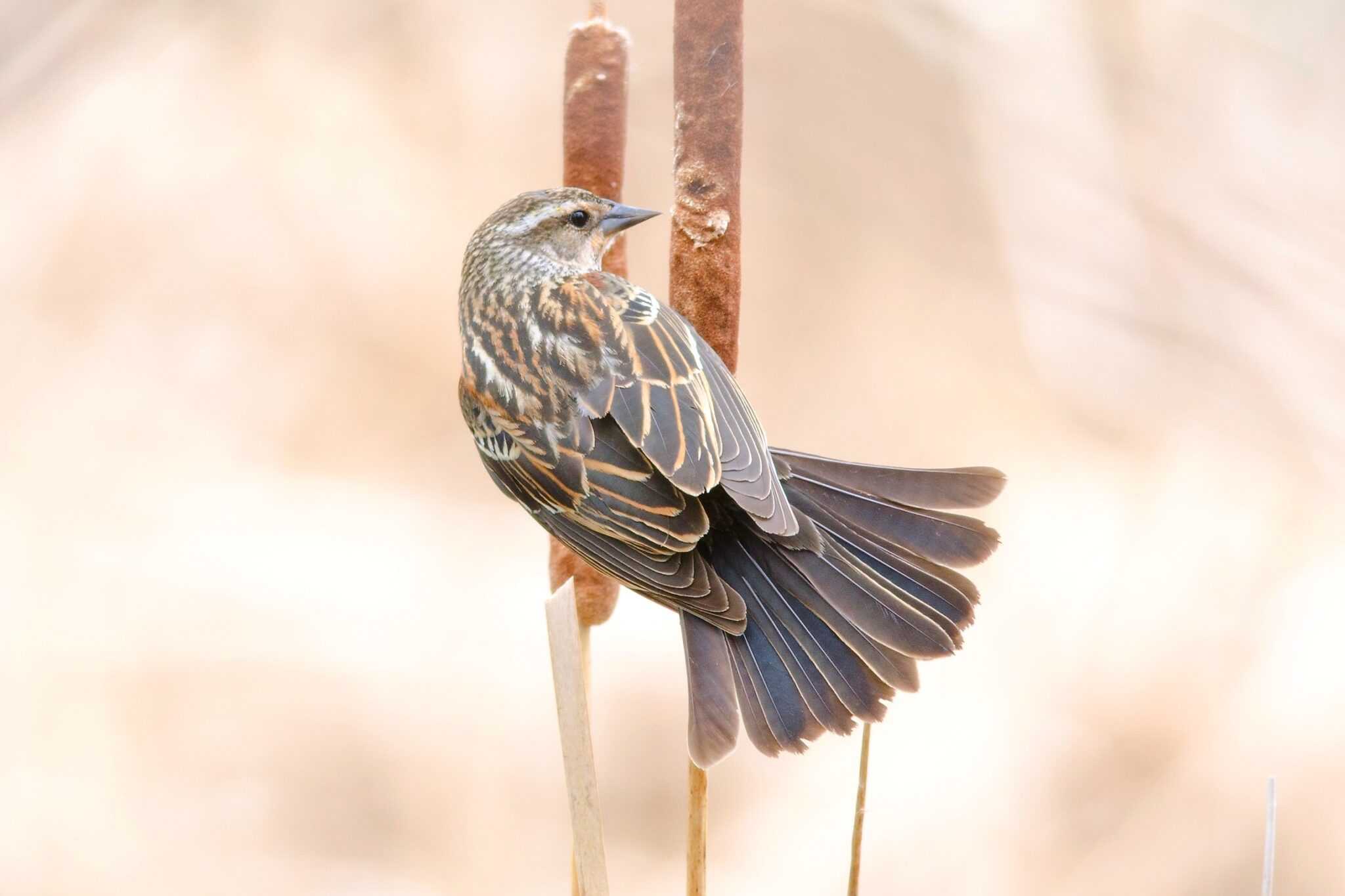 Female Red-winged Blackbirds (Identification & Pictures)