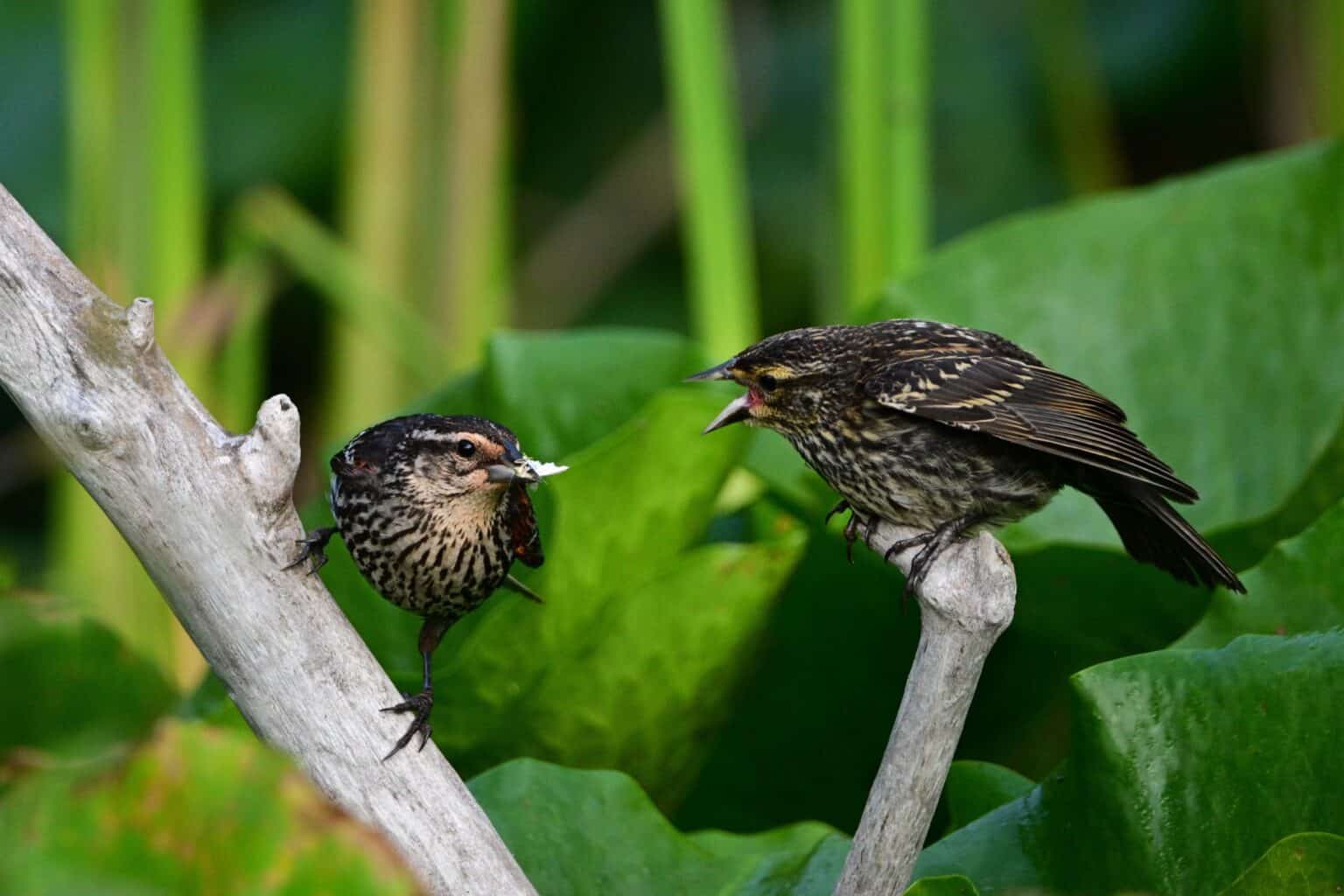 Female Red-winged Blackbirds (Identification & Pictures)