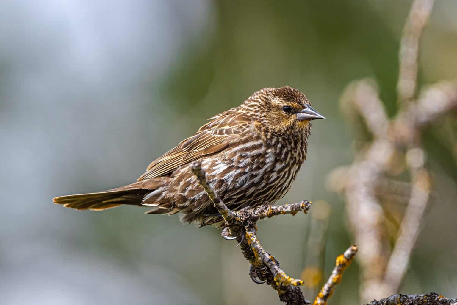 Female Red-winged Blackbirds (Identification & Pictures)