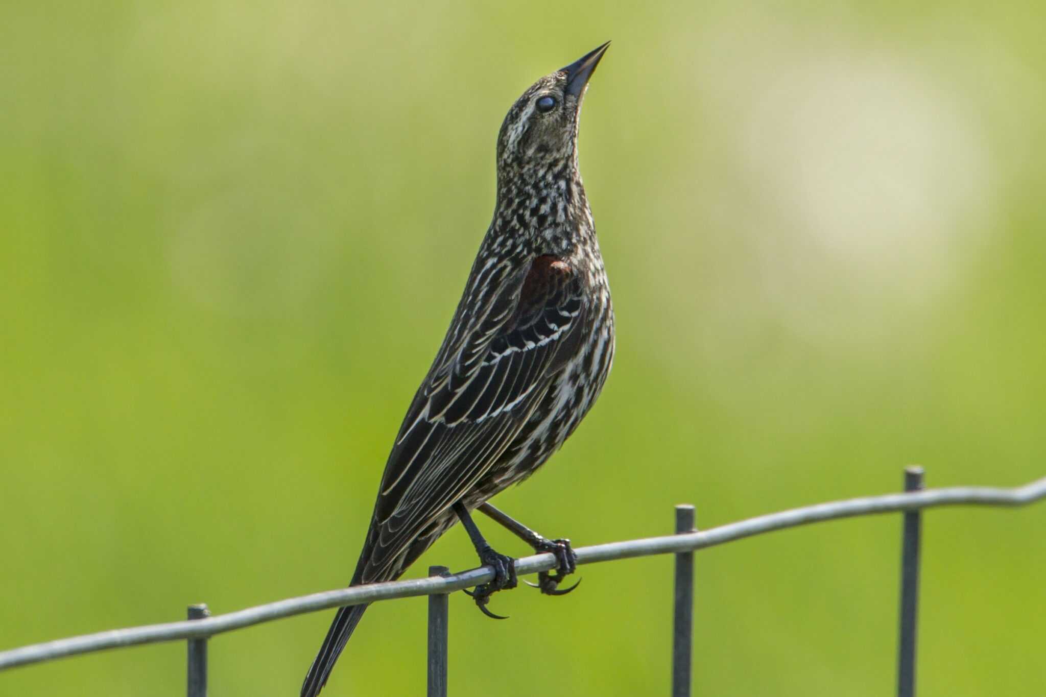 Female Red-winged Blackbirds (Identification & Pictures)