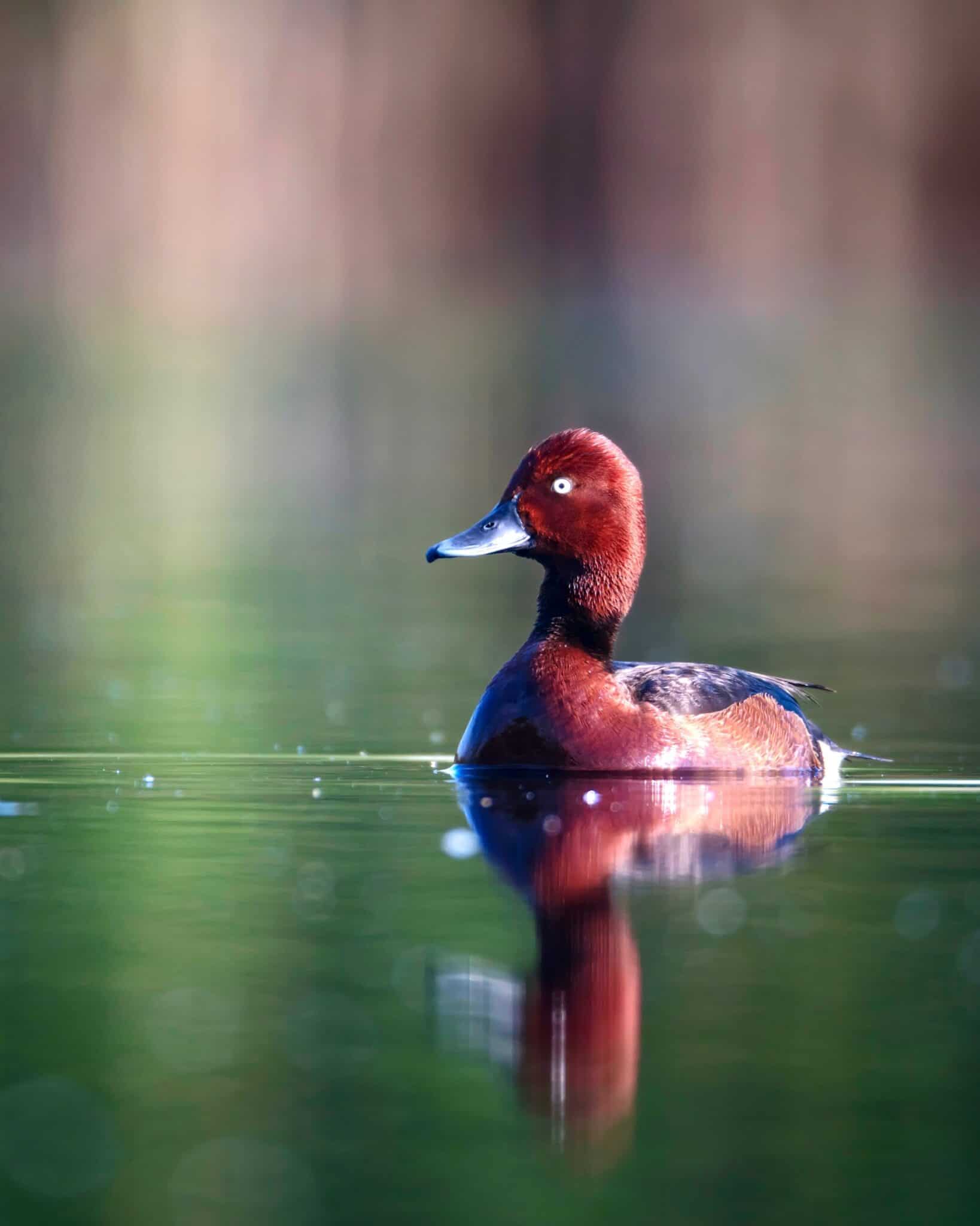 7 Ducks With Red Heads (With Pictures & ID Guide)