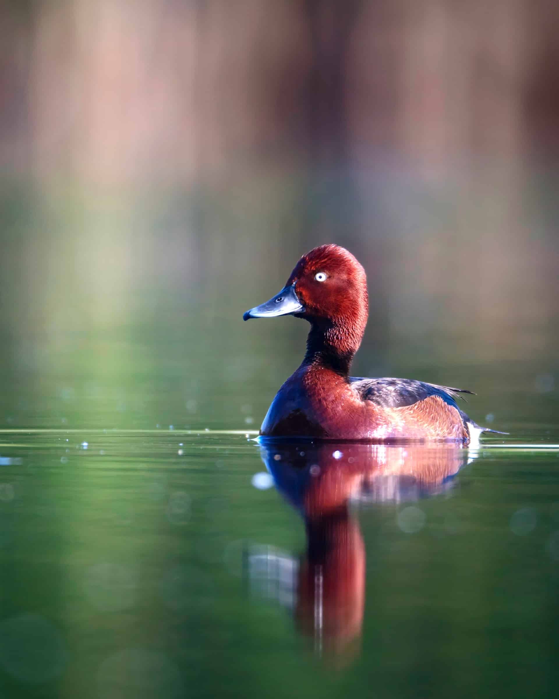 7 Ducks With Red Heads (With Pictures & ID Guide)