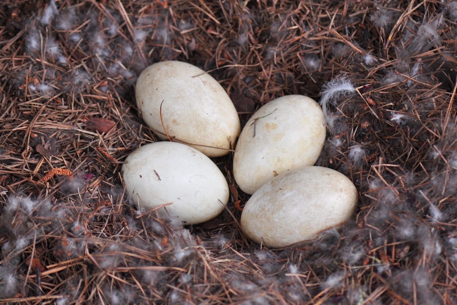 Goose Eggs: Everything You Need to Know! - Bird Helpful