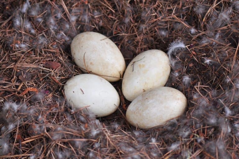 Goose Eggs: Everything You Need to Know! - Bird Helpful