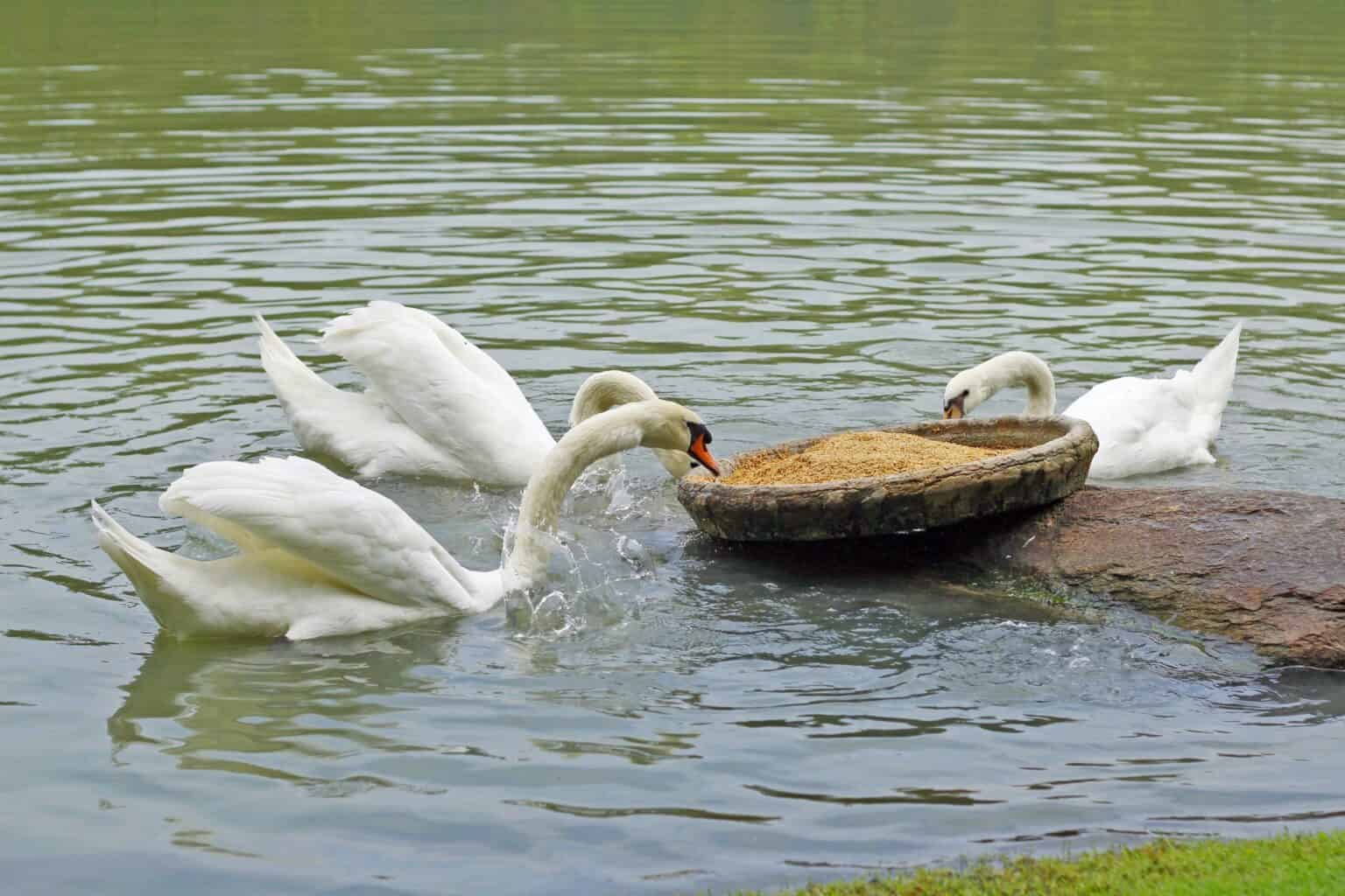 What Do Geese Eat? – What's Their Favourite Food & FAQs