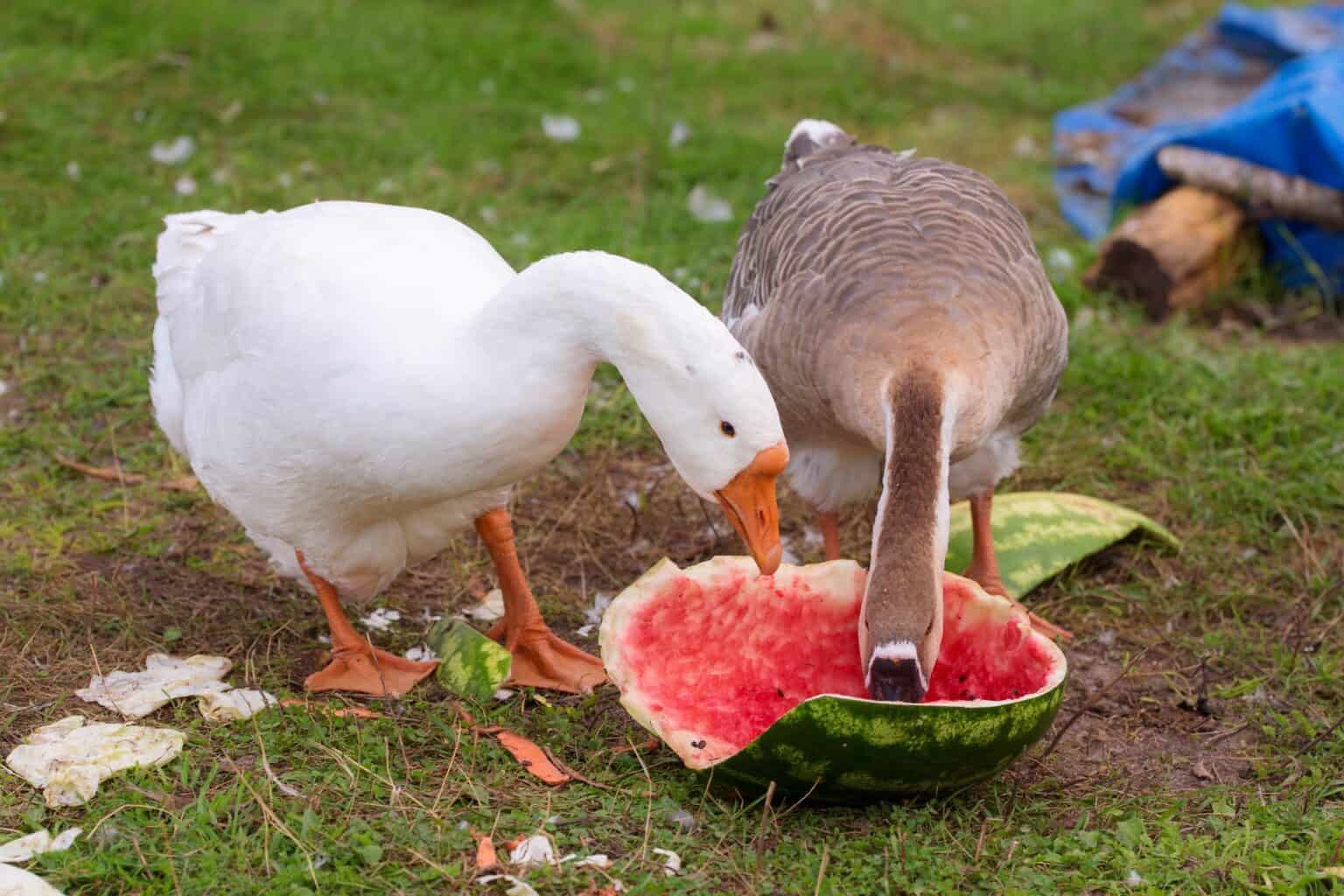 What Do Geese Eat? – What's Their Favourite Food & FAQs