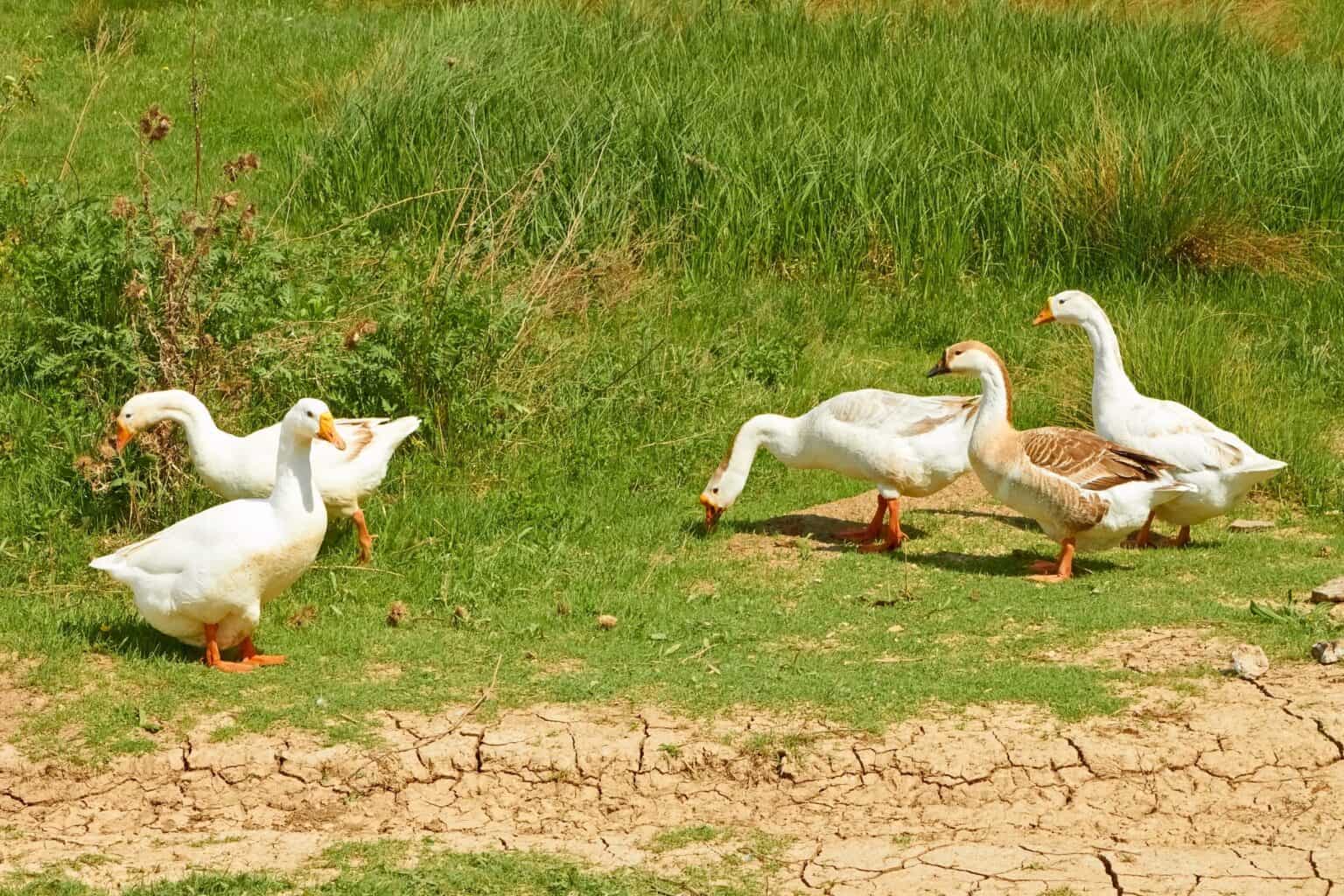 What Do Geese Eat? – What's Their Favourite Food & FAQs