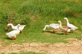 What Do Geese Eat? – What's Their Favourite Food & FAQs