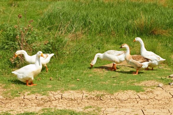 What Do Geese Eat? – What's Their Favourite Food & FAQs