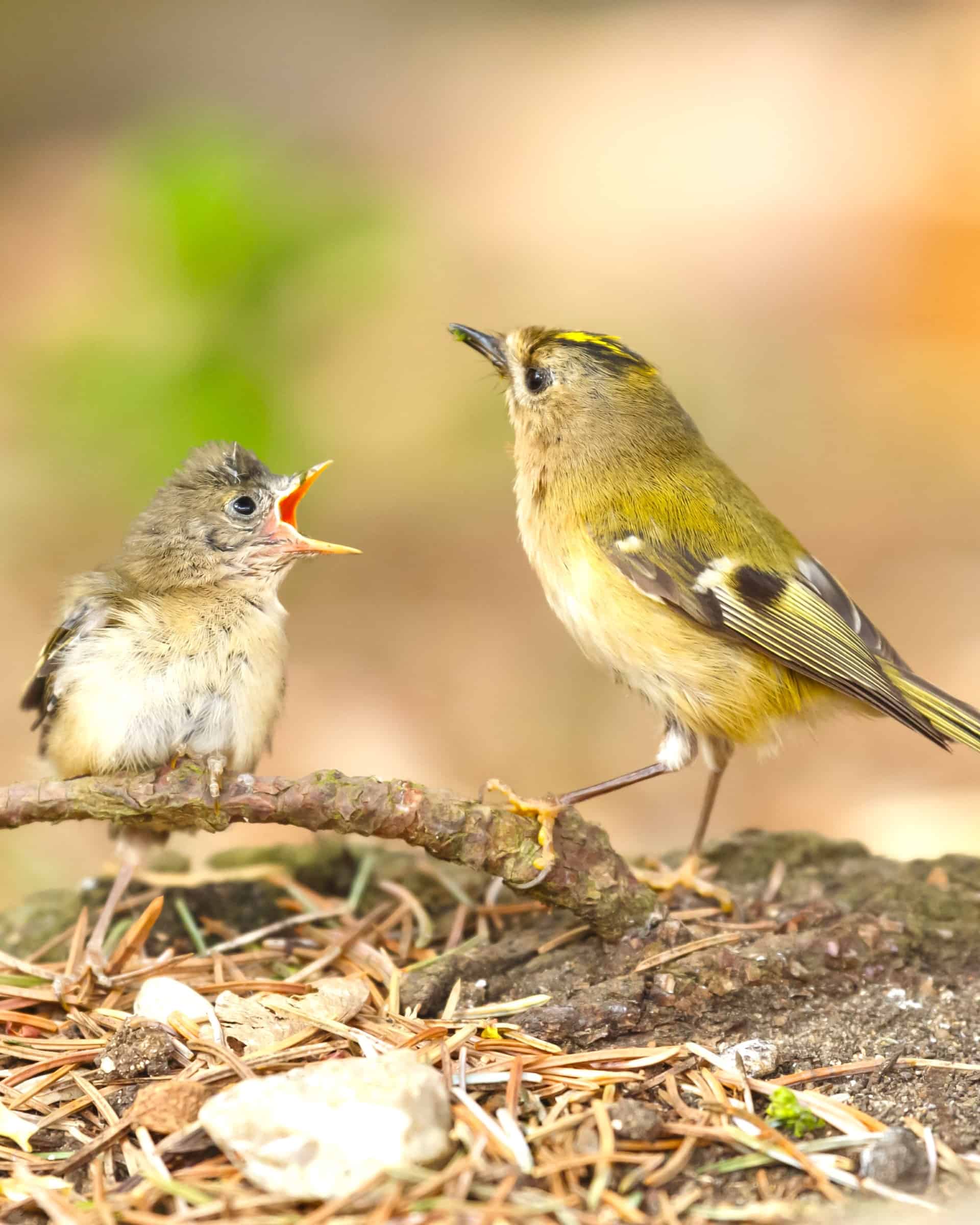 10 Smallest Birds in the World (Ranked by Size) - Bird Helpful
